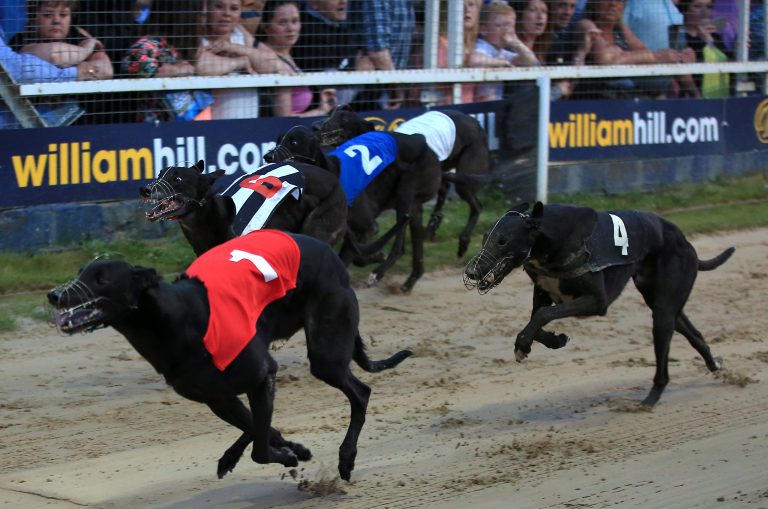 Who’s Top Dog In The World Of Greyhound Racing?