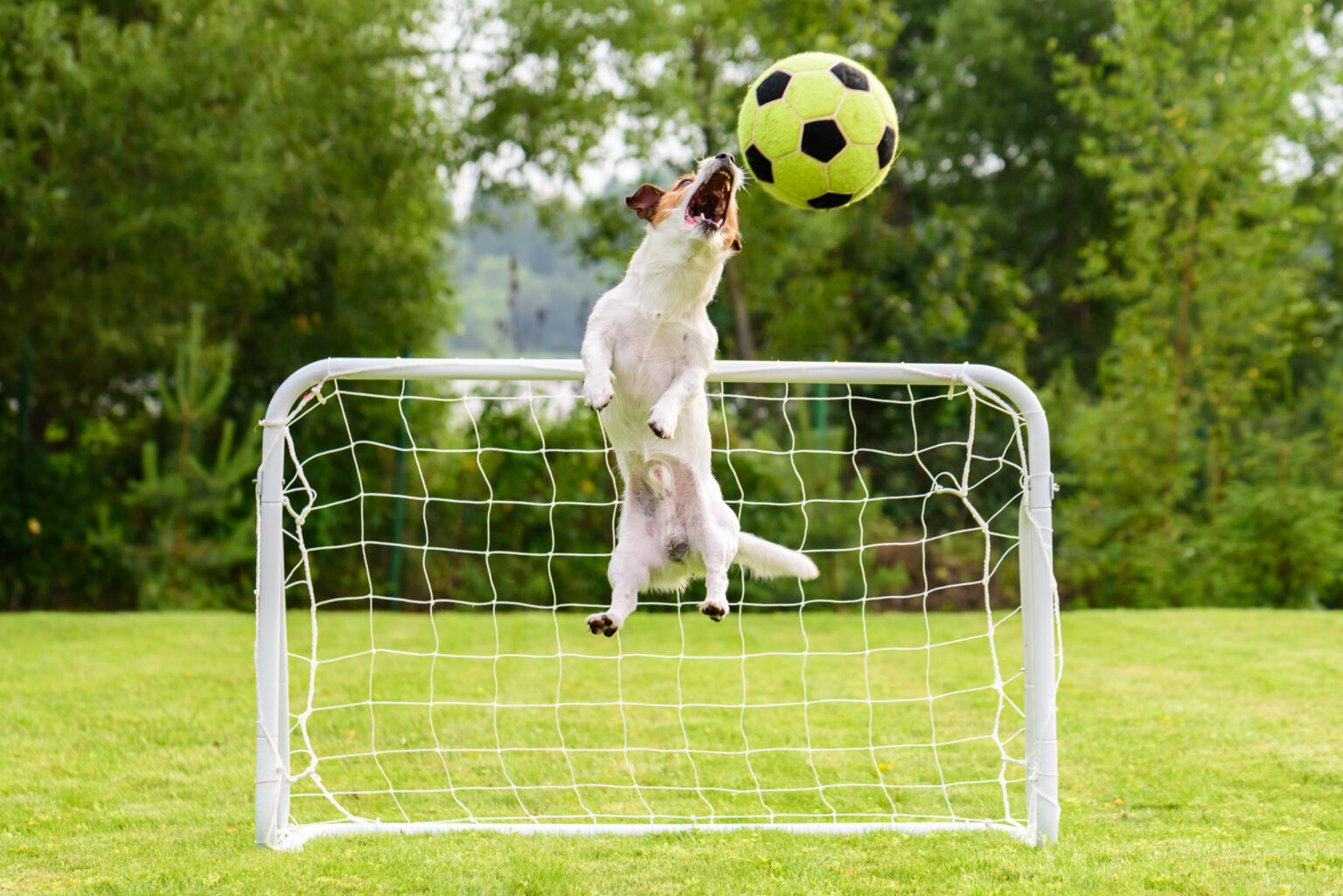 The Funniest & Best Football Jokes | William Hill News