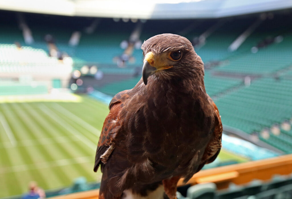Who Is Rufus The Hawk & What Does He Do At Wimbledon?